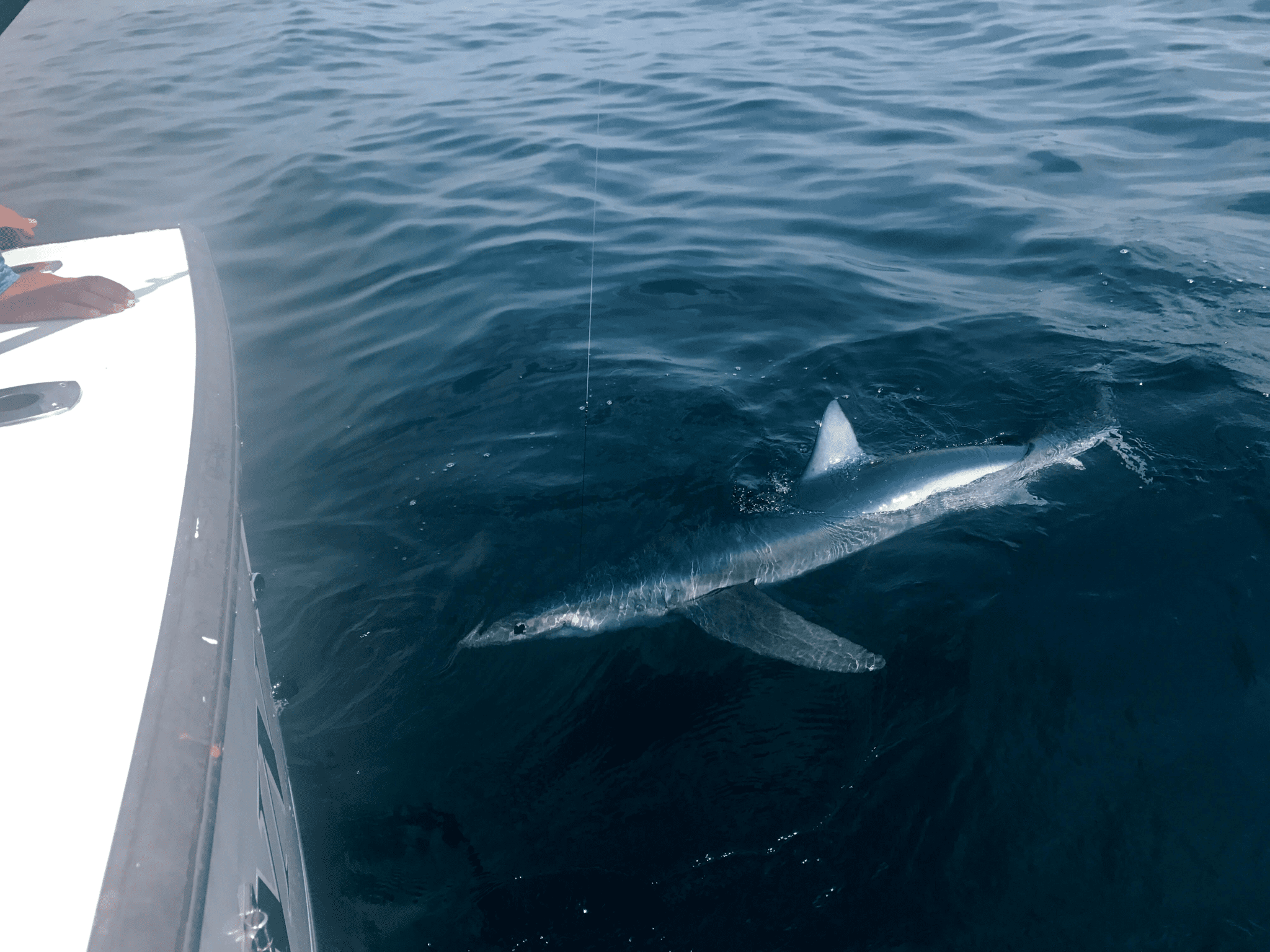 Tuna, Striped Bass, Cod, Haddock and Shark Fishing Karen Lynn Charters