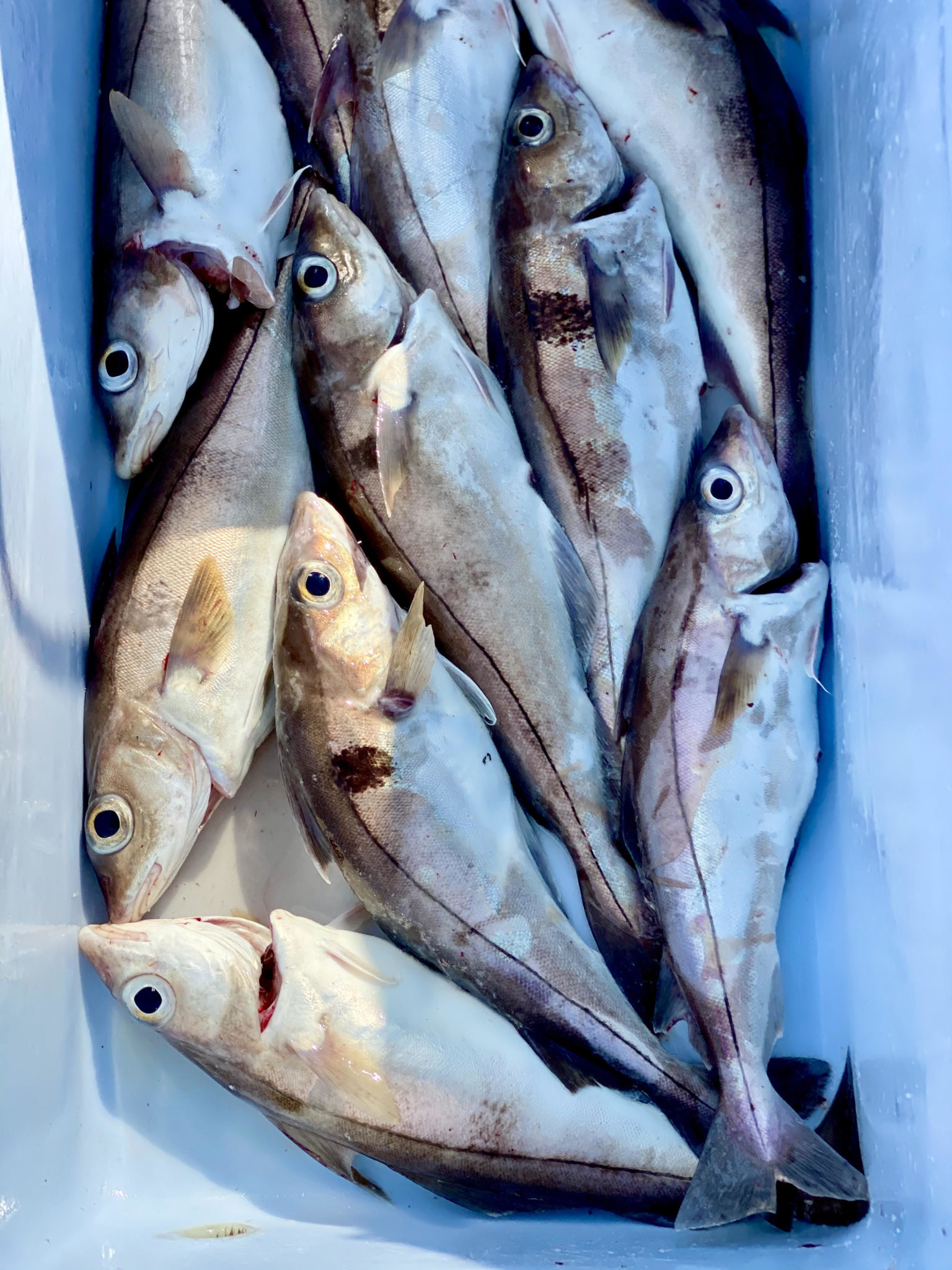 Haddock Fishing Charters Gloucester, MA - Fishing Charters Gloucester ...